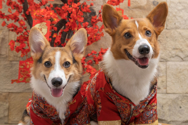 Leaping into the Year of the Rabbit, Dog Edition! - King Duke's