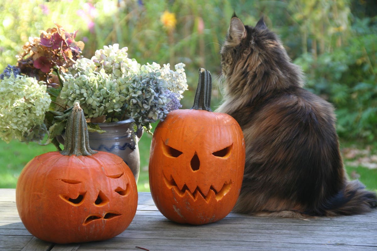 halloween dog and cat pictures